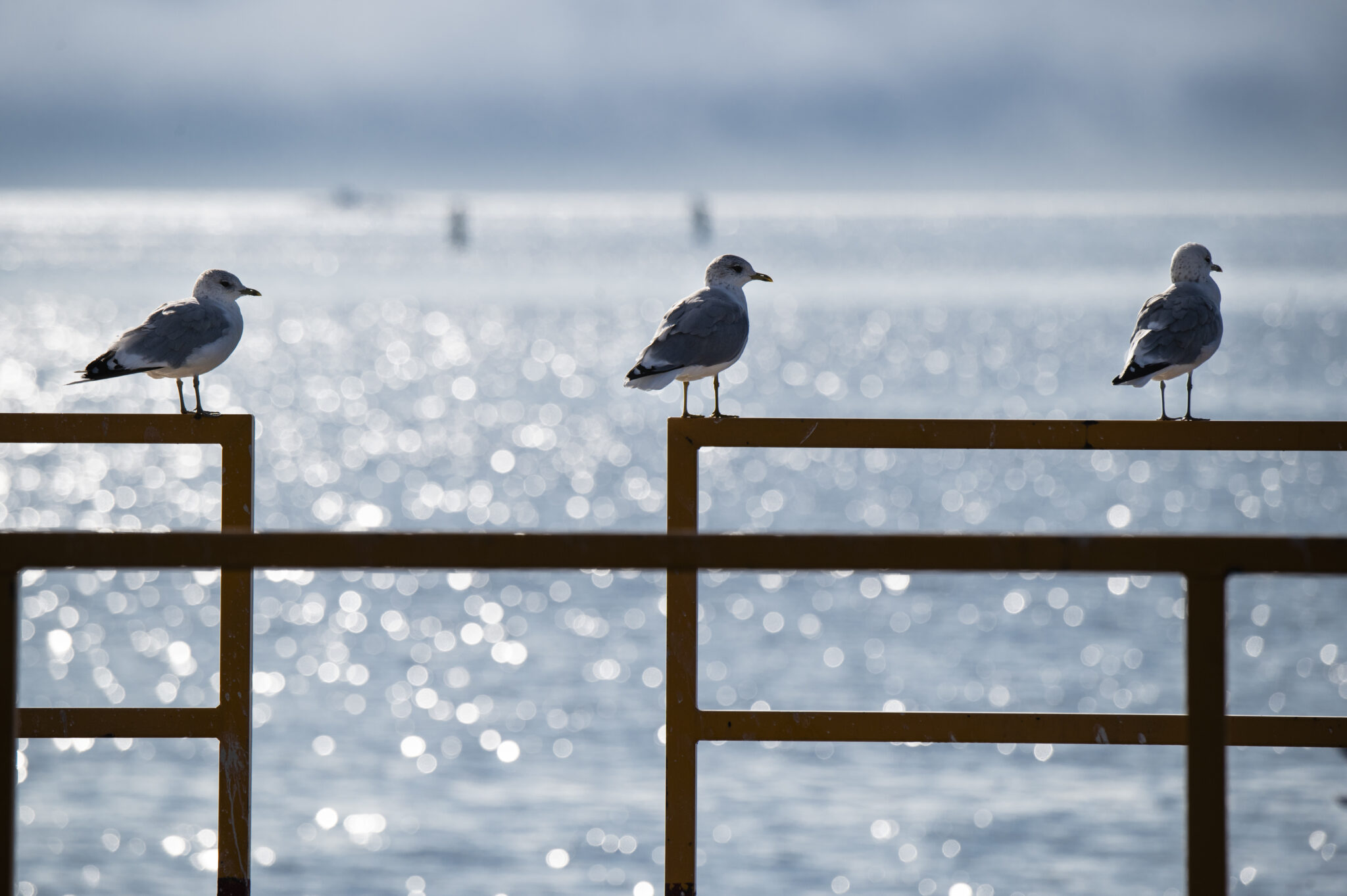 The Port improved its onshore power supply and energy efficiency - Port ...